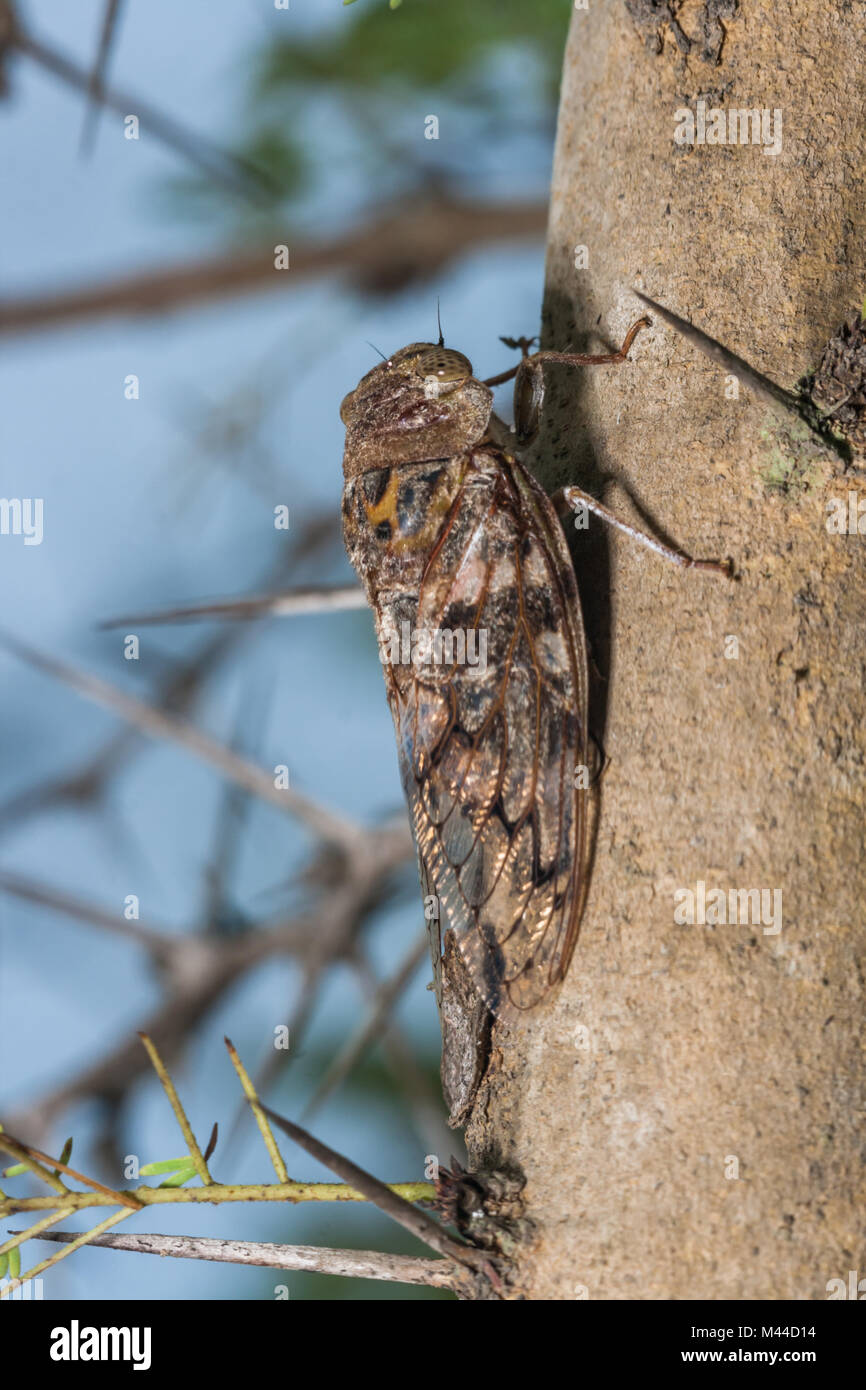 Chennai marshland hi-res stock photography and images - Alamy