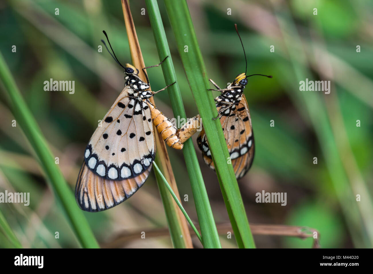 the tawny coster butterfly (Acraea terpsicore) mating in Nanmangalam ...