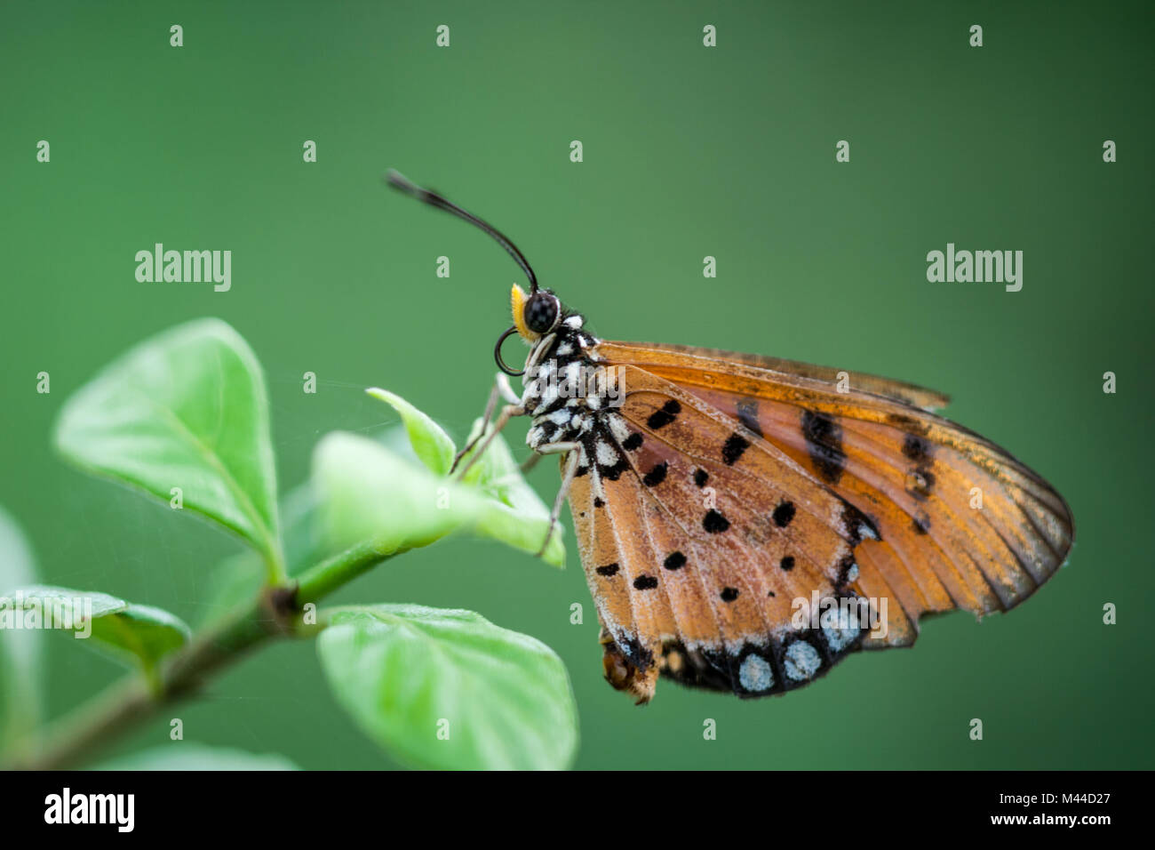 the tawny coster butterfly (Acraea terpsicore) in Nanmangalam reserved ...