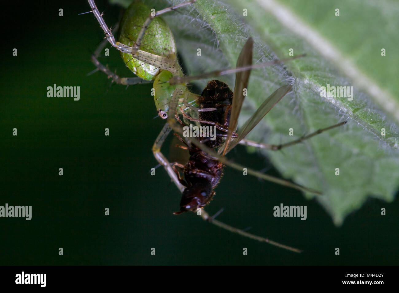 Weaving grass india hi-res stock photography and images - Alamy