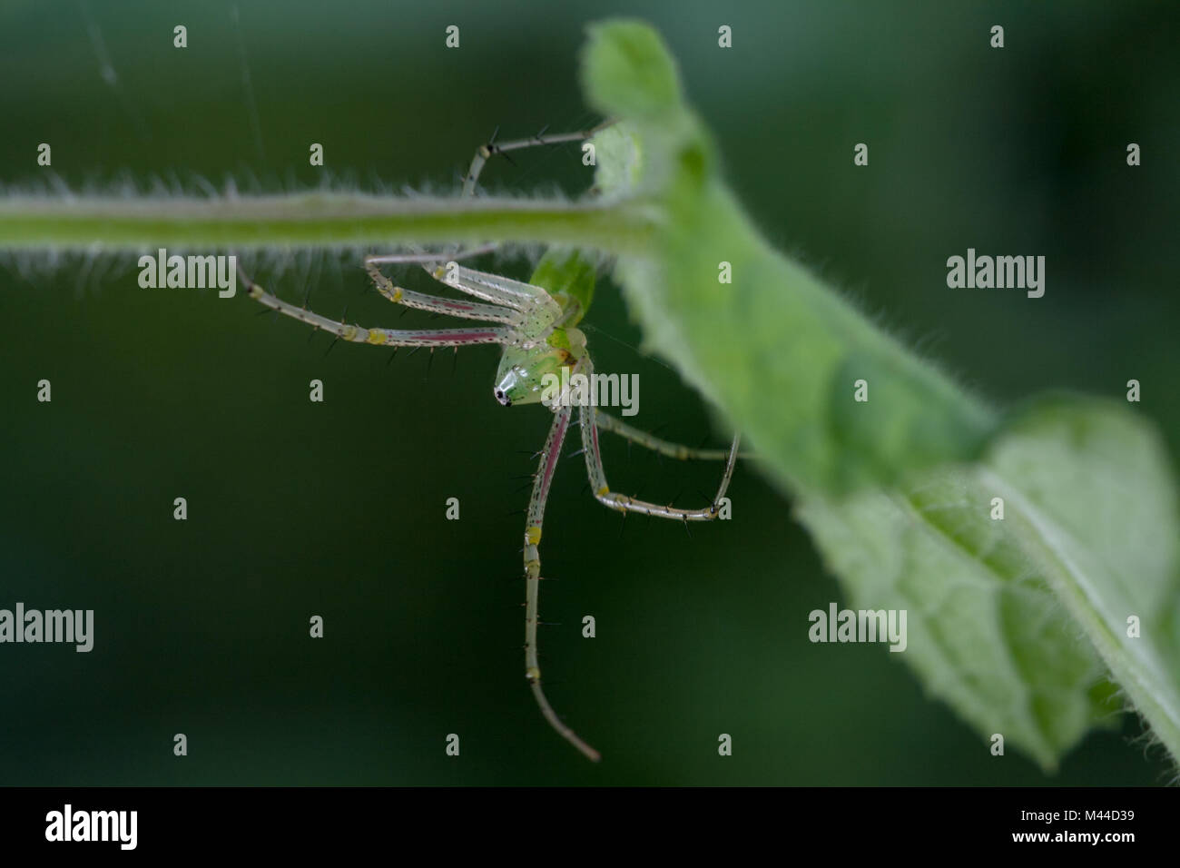 Insect at Nanmangalam reserved Forest in Chennai, Tamilnadu, India ...