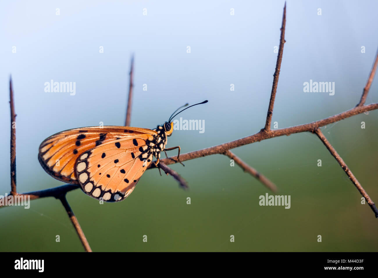 the tawny coster butterfly (Acraea terpsicore) in Nanmangalam reserved ...