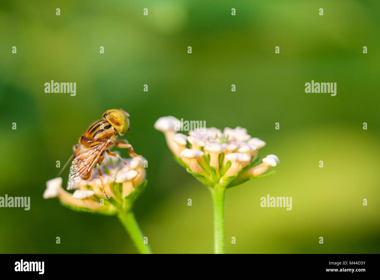 Chennai marshland hi-res stock photography and images - Alamy