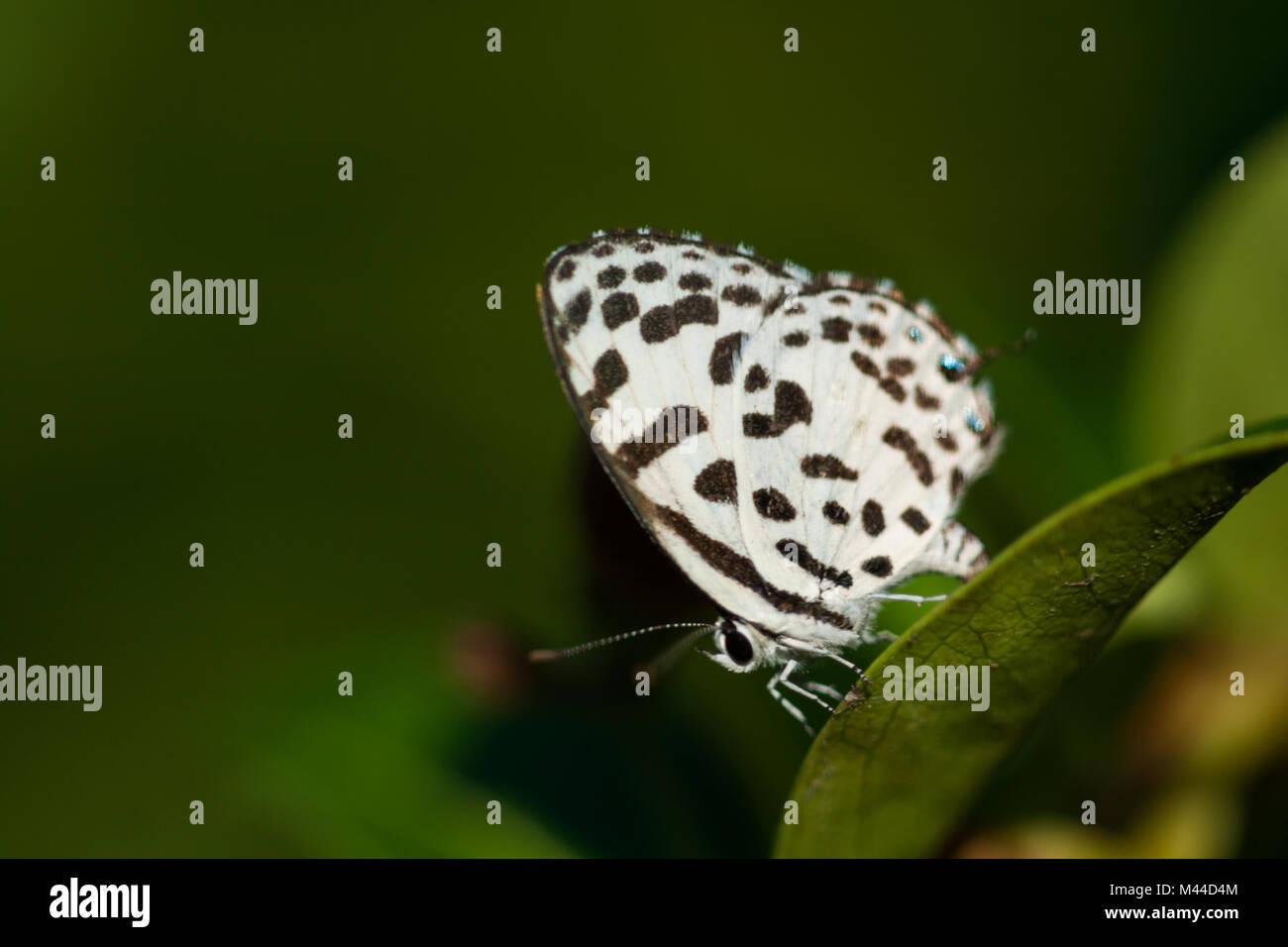 Nanmangalam forest hi-res stock photography and images - Alamy