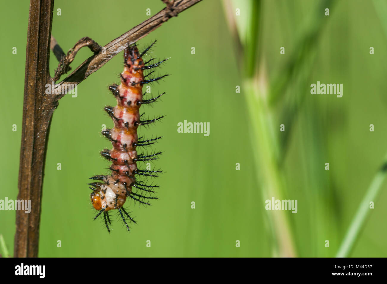 the tawny coster butterfly (Acraea terpsicore) pupa in Nanmangalam reserved forest, Chennai ...
