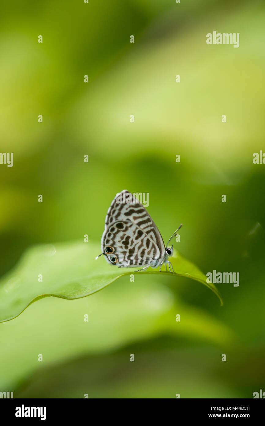 Odonata of india hi-res stock photography and images - Alamy