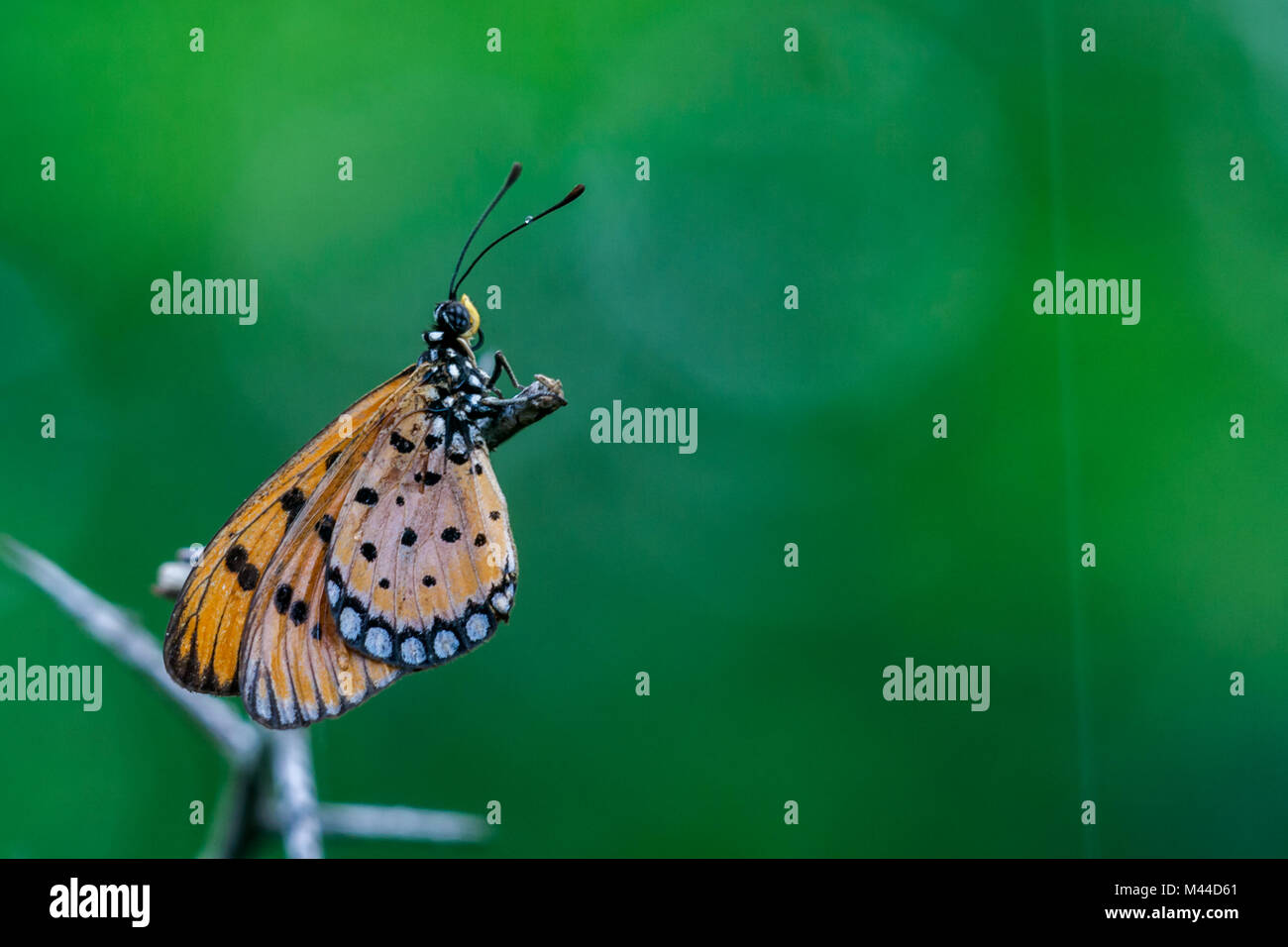 the tawny coster butterfly (Acraea terpsicore) in Nanmangalam reserved ...