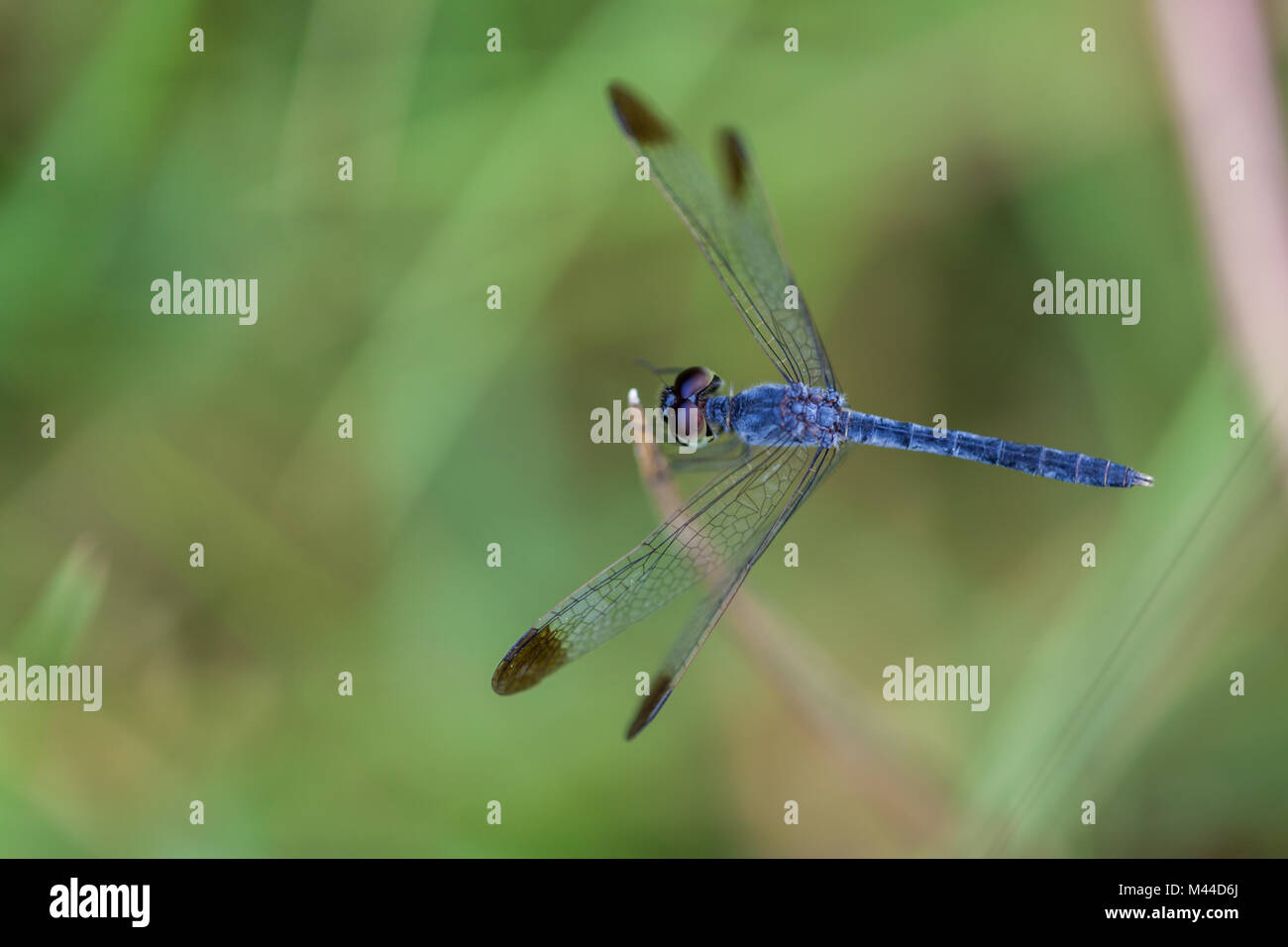 Nanmangalam forest hi-res stock photography and images - Alamy