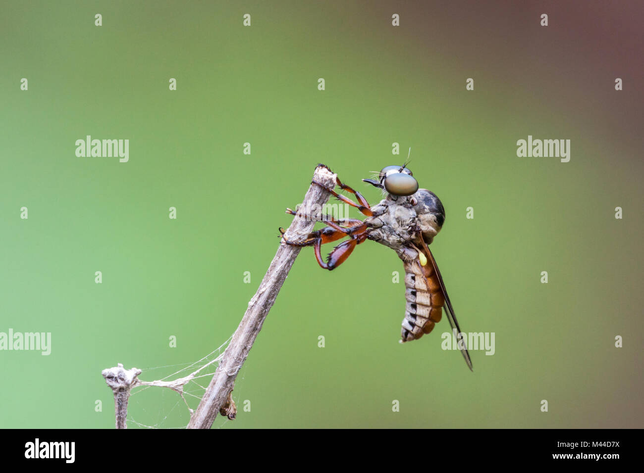 Tamilnadu forest hi-res stock photography and images - Alamy