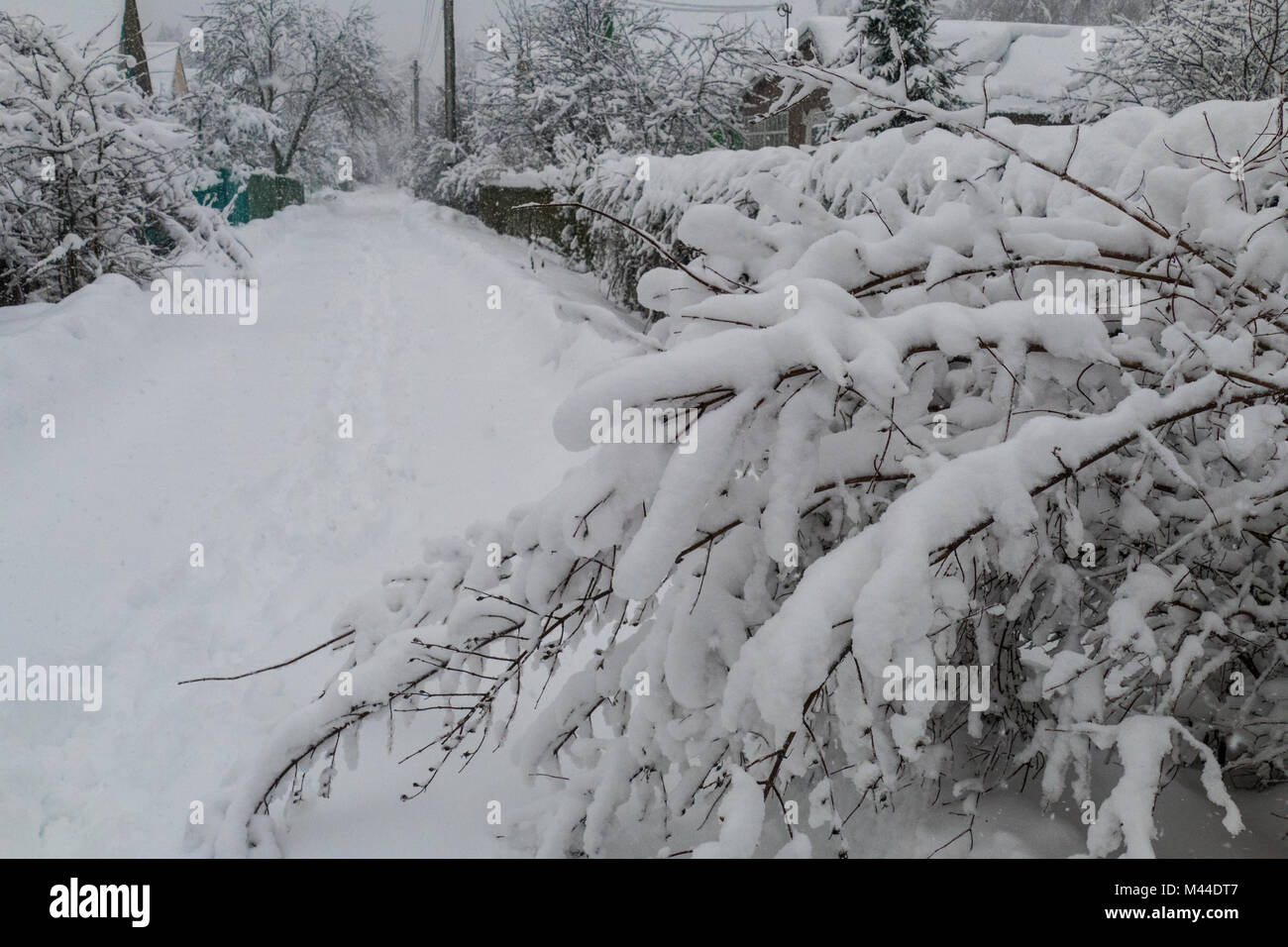 Ice cold tree branch with blue background hi-res stock photography and ...