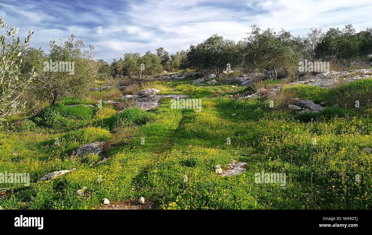 Israeli mountains hi-res stock photography and images - Alamy