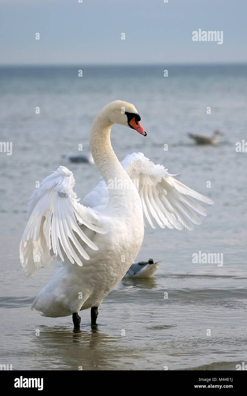 Wild white swan hi-res stock photography and images - Alamy