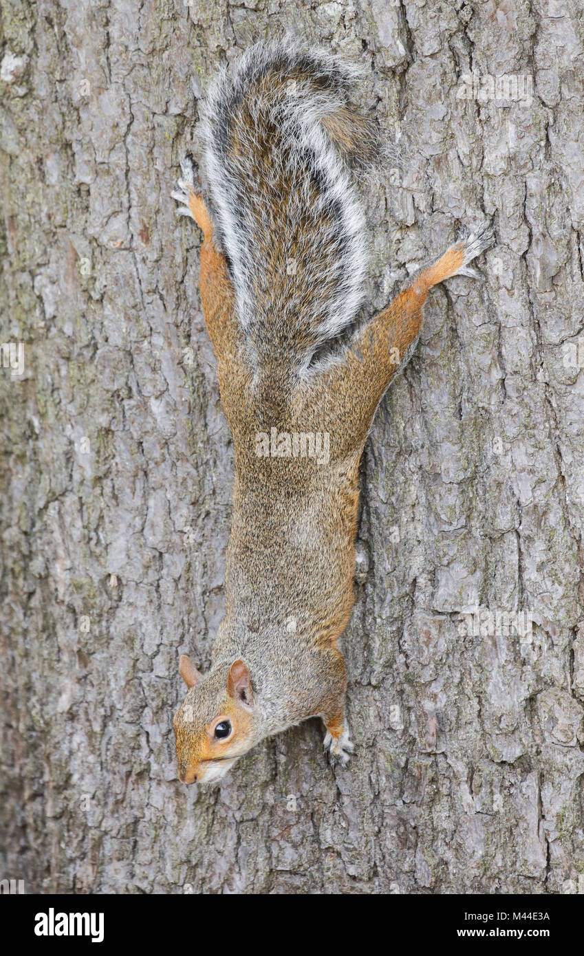 Scaling tree hi-res stock photography and images - Alamy
