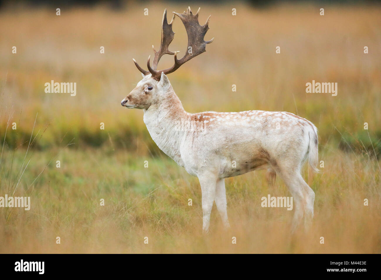 White Fallow Deer (Cervus dama). Buck standing in grass. Richmond Park ...