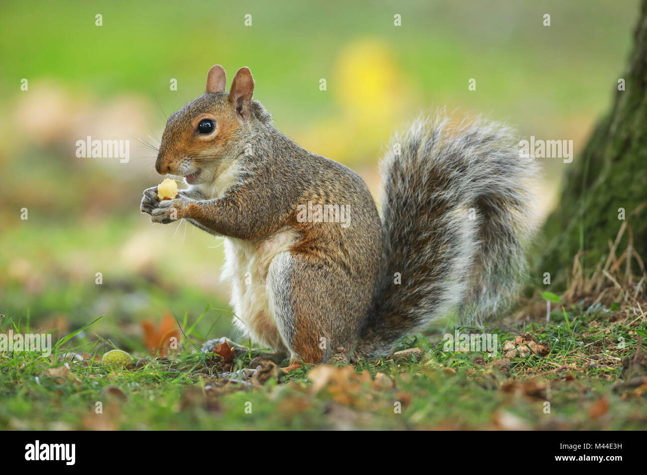 Grey Squirrel (Sciurus carolinensis), England Stock Photo - Alamy