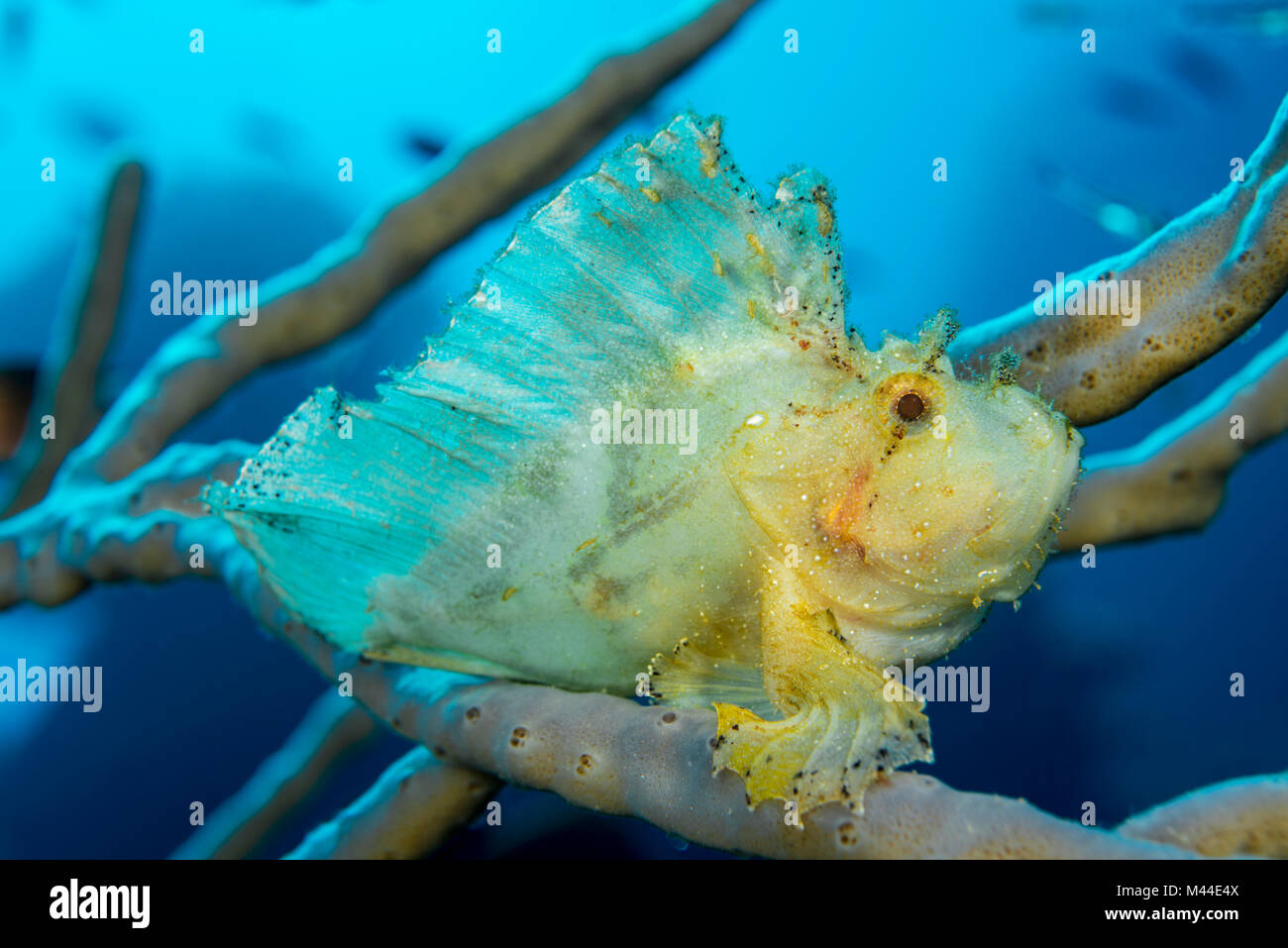 Leaf Scorpionfish (Taenianotus triacanthus) under water, Banda Sea ...
