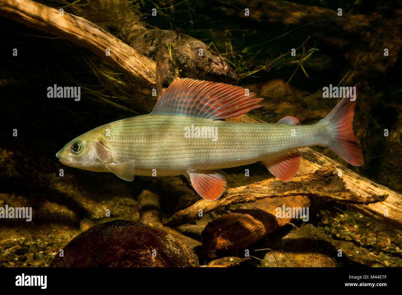 Grayling (Thymallus thymallus) under water. Germany Stock Photo - Alamy