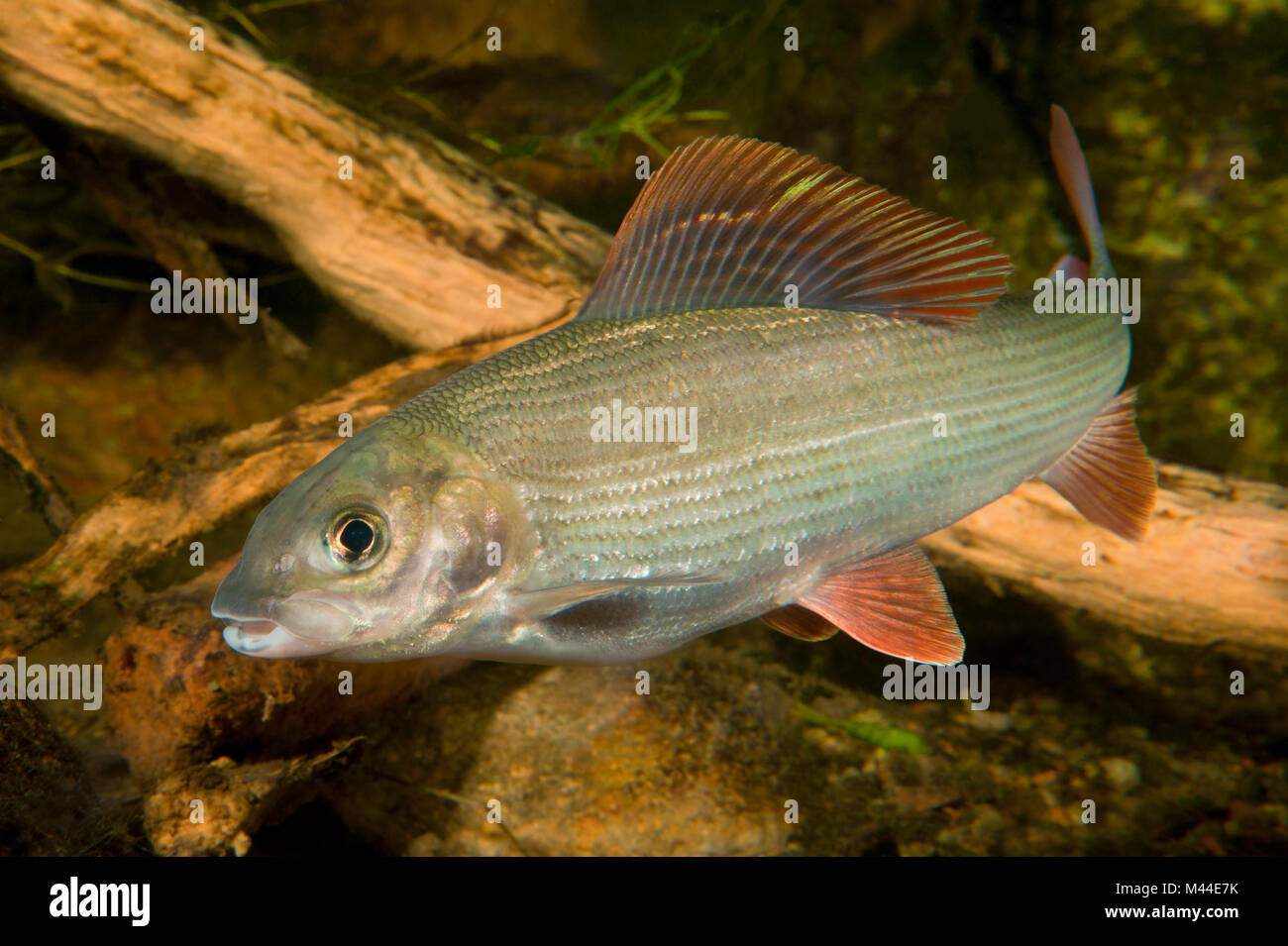 Grayling (Thymallus thymallus) under water. Germany Stock Photo - Alamy
