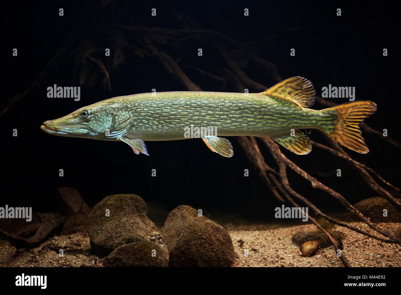 Northern Pike (Esox lucius) under water. Germany Stock Photo - Alamy