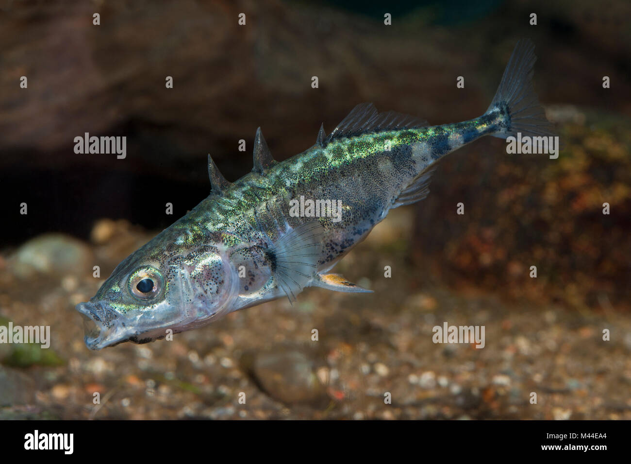 Three-spined Stickleback (Gasterosteus aculeatus) under water. Germany ...