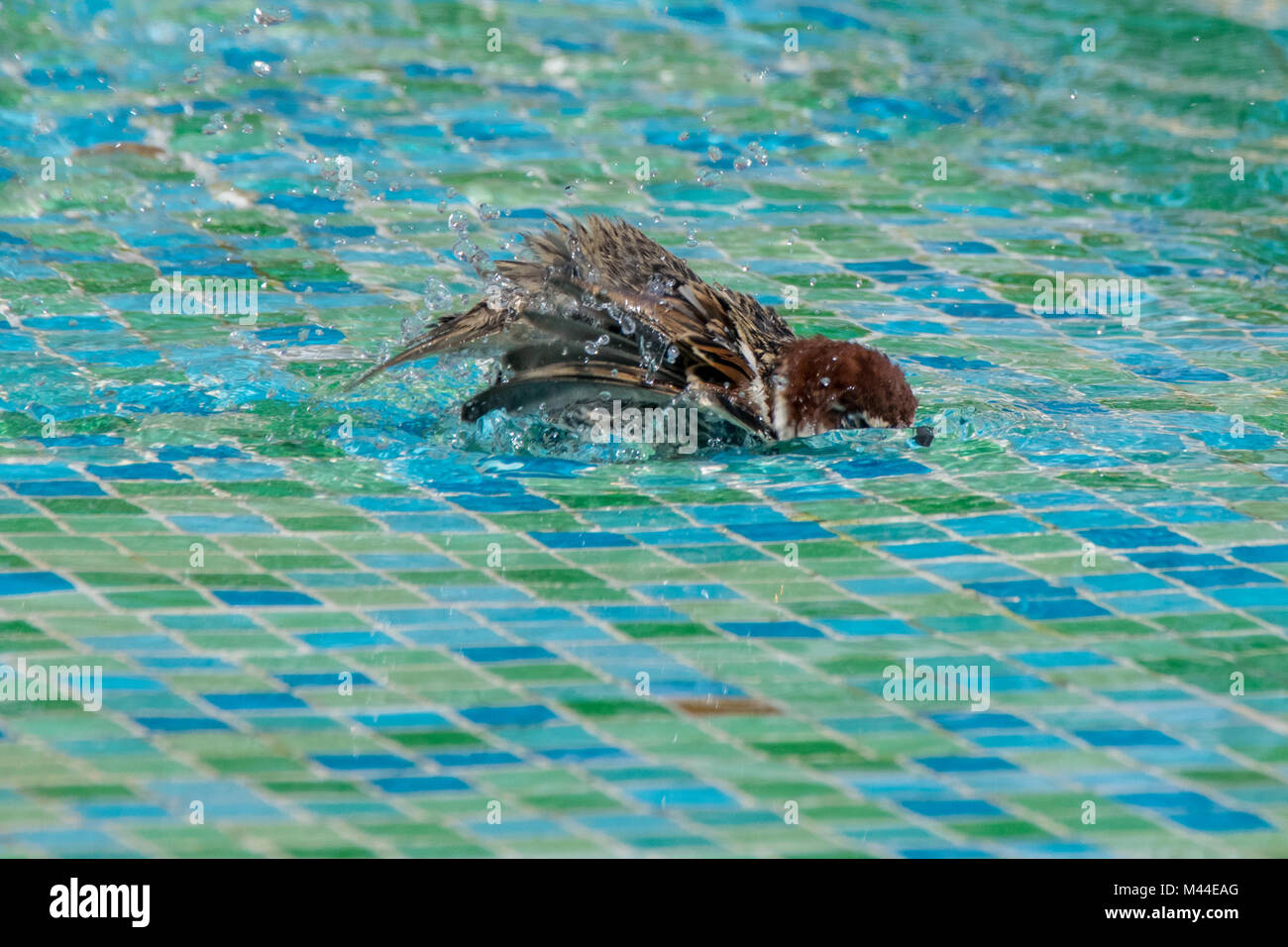 Sparrows bathing in shallow swimming pool water Stock Photo - Alamy