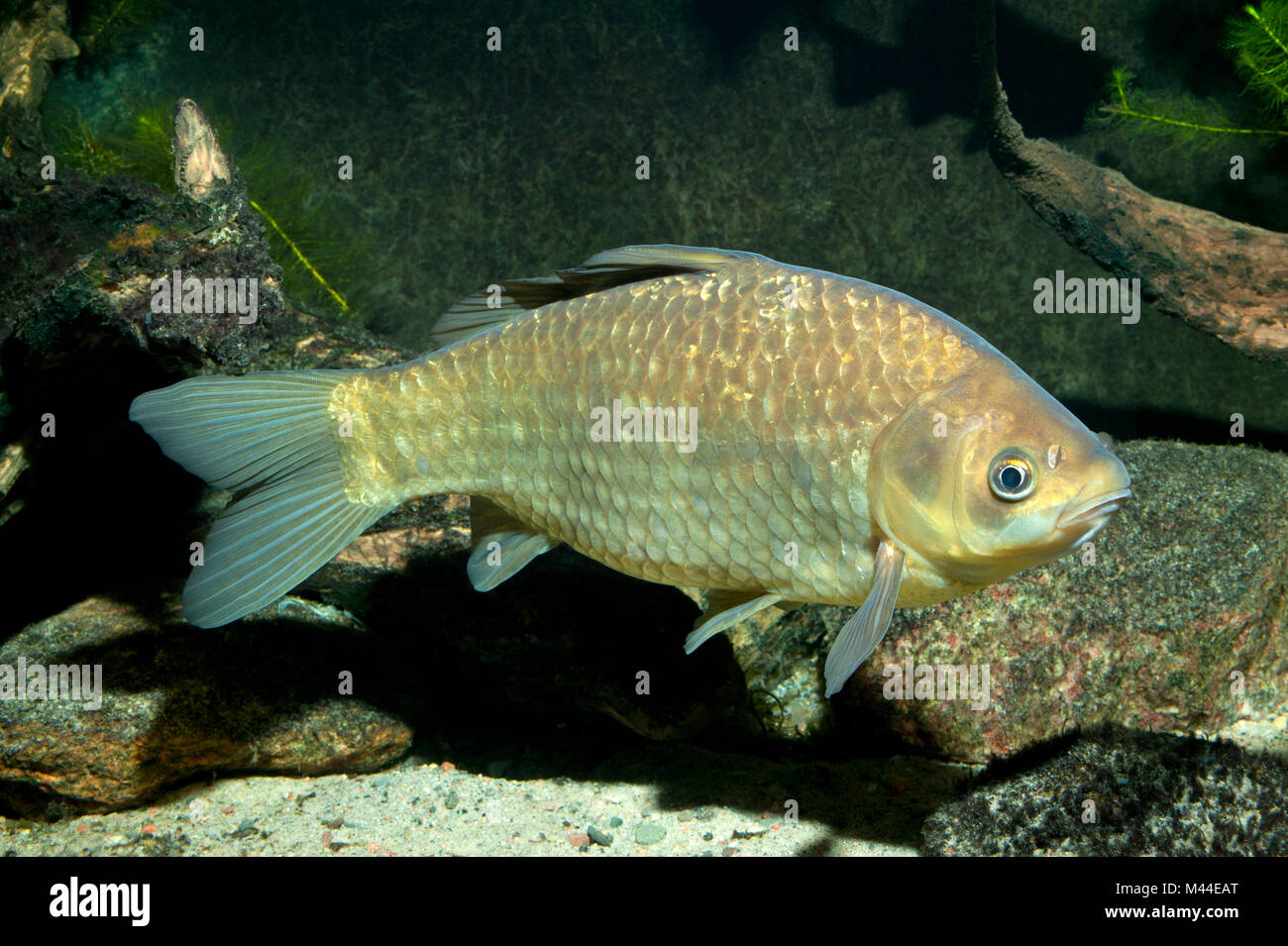 Prussian carp hi-res stock photography and images - Alamy
