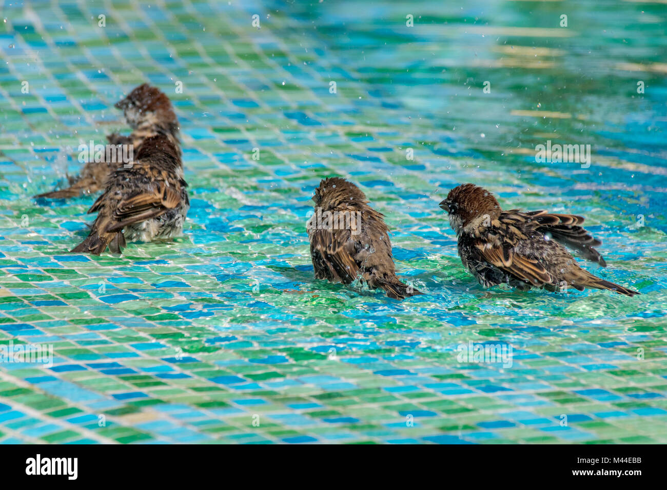 Sparrows bathing in shallow swimming pool water Stock Photo - Alamy