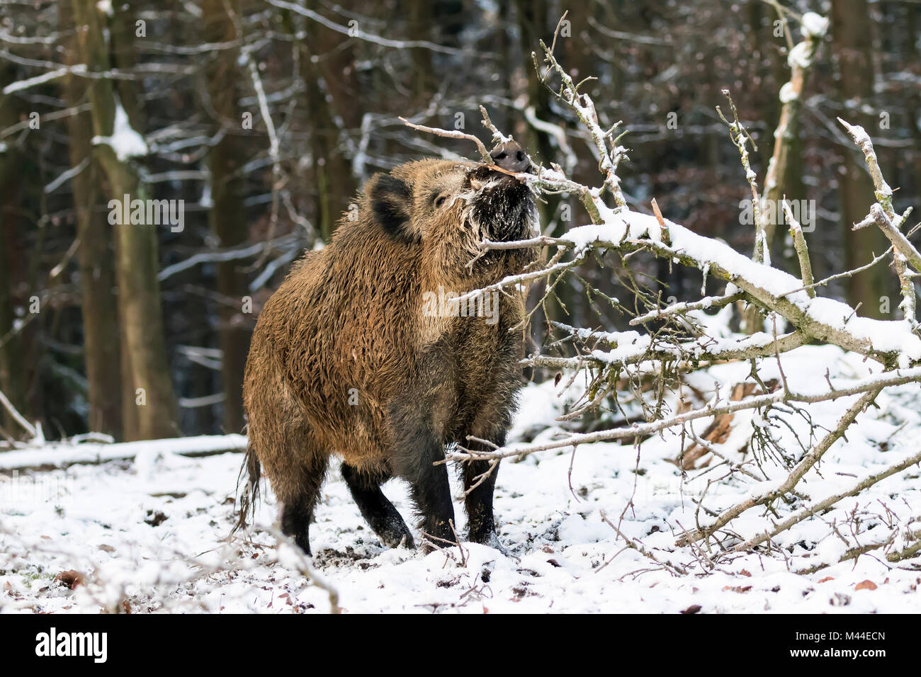 Wild boar (Sus scrofa). Male rubbing against snowy twigs. Germany Stock ...