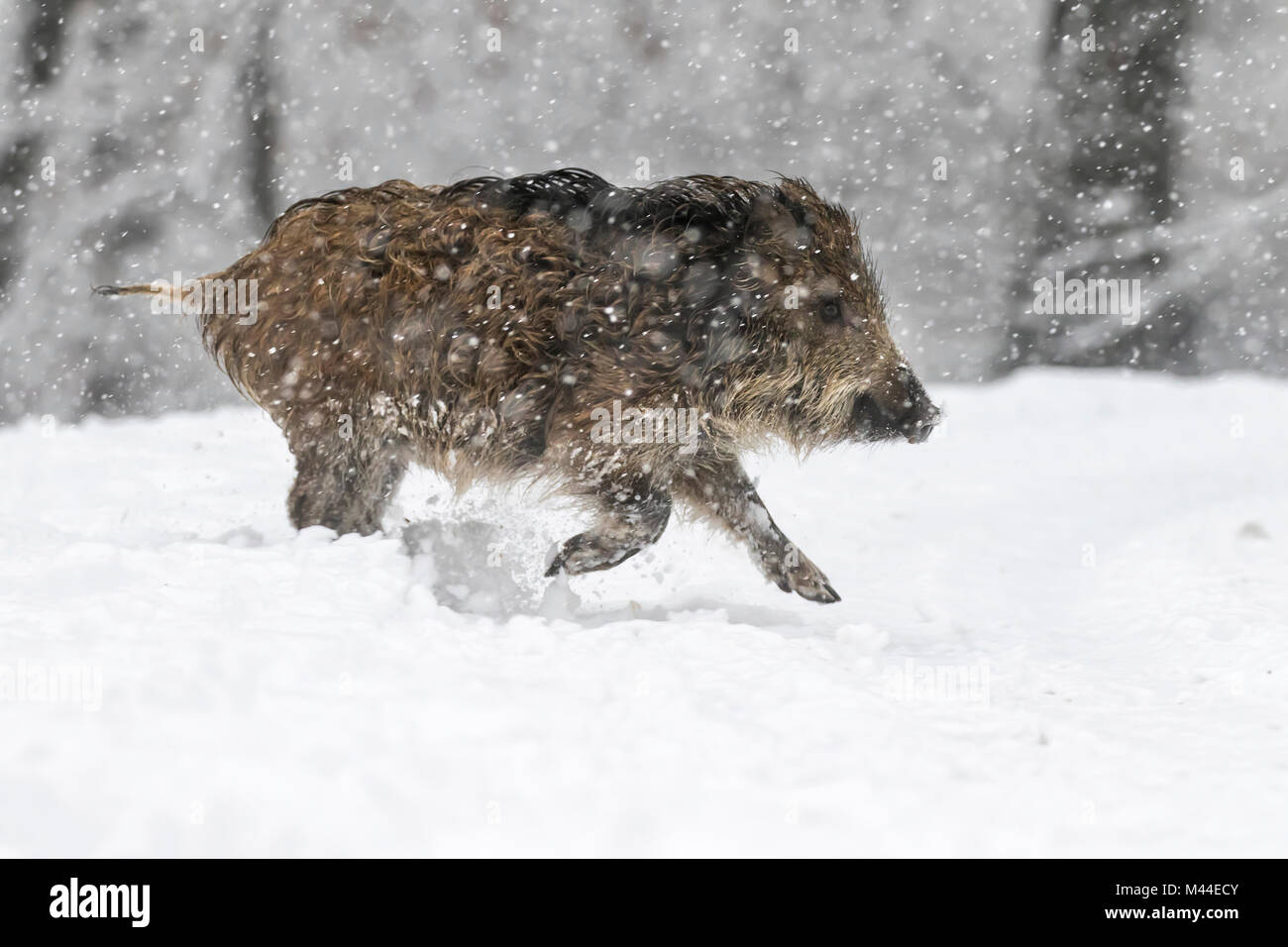 Running wild boar hi-res stock photography and images - Alamy