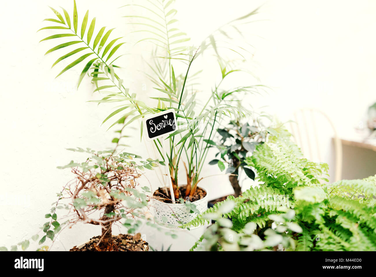 Houseplant decoration hi-res stock photography and images - Alamy