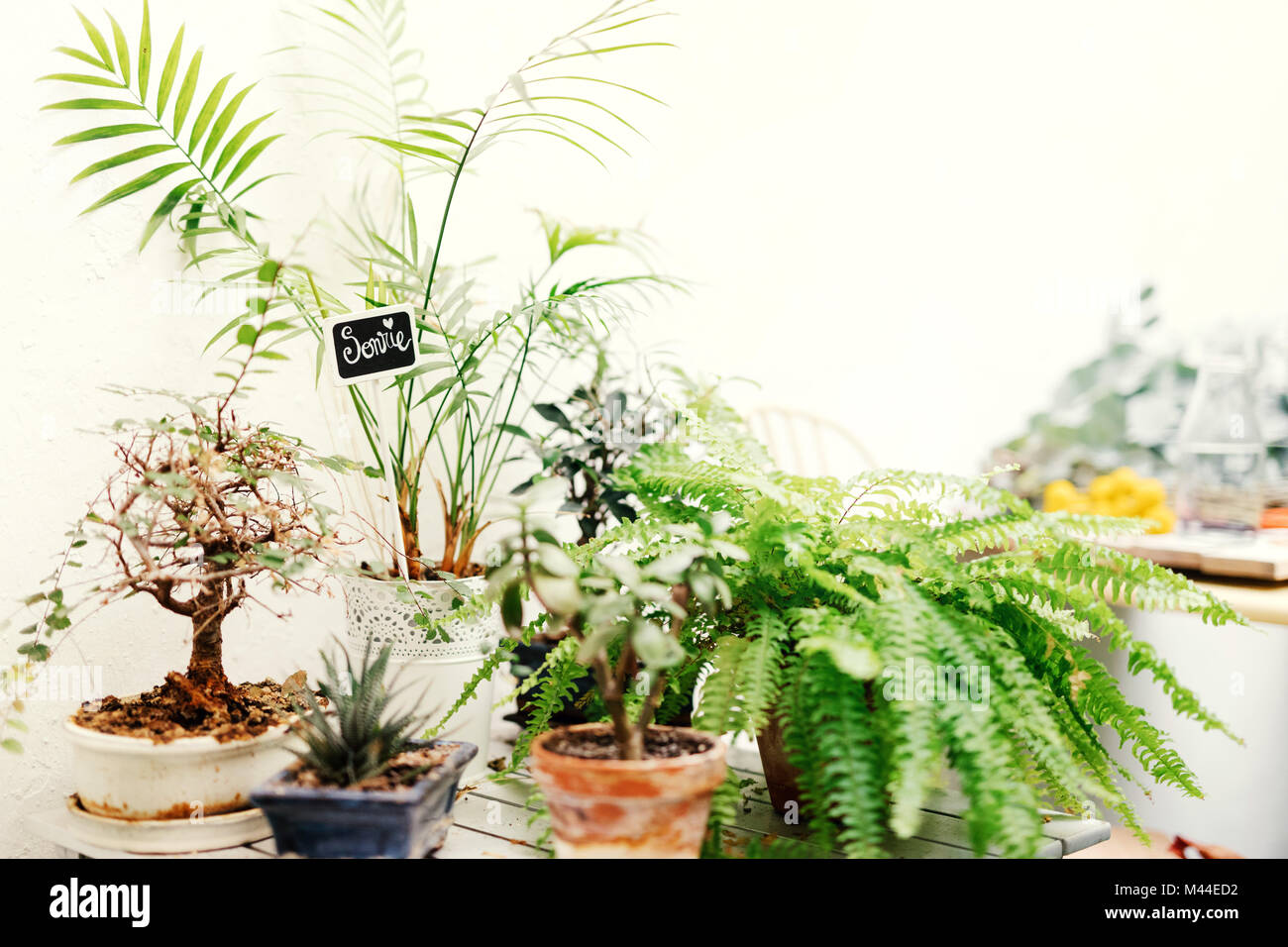 Potted plants from above hi-res stock photography and images - Alamy
