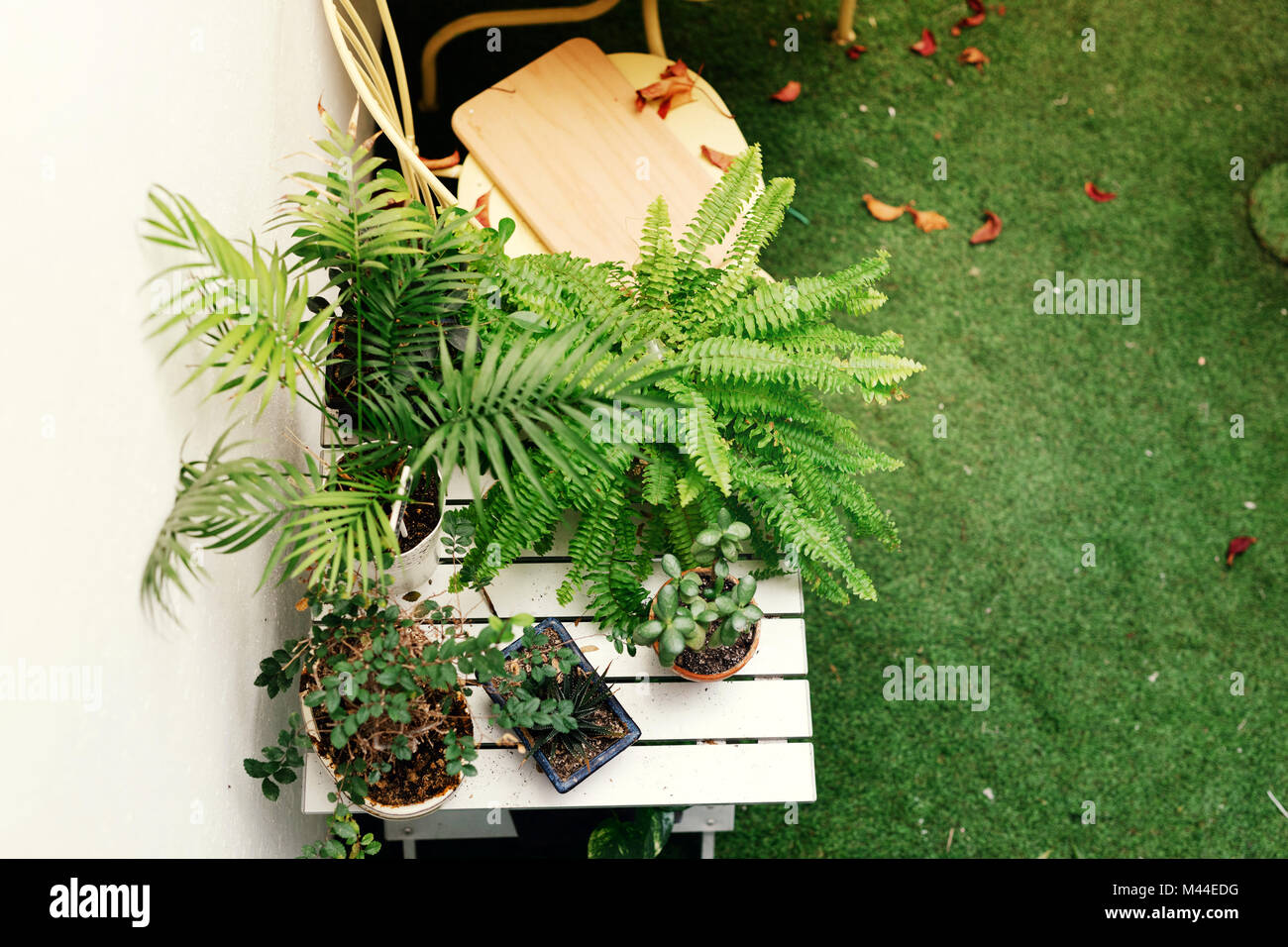 From above view of plants in pots Stock Photo - Alamy