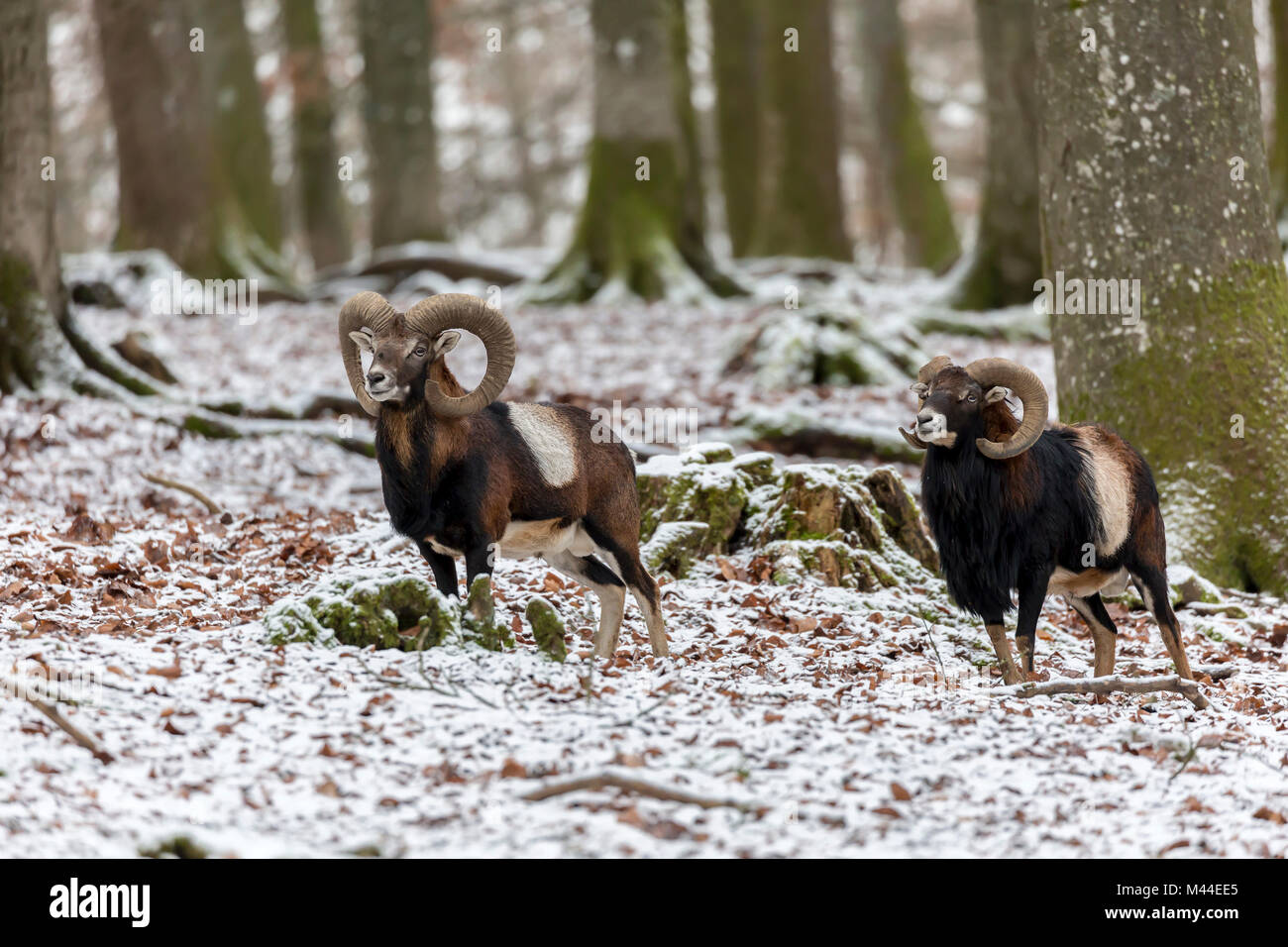 Two rams hi-res stock photography and images - Alamy