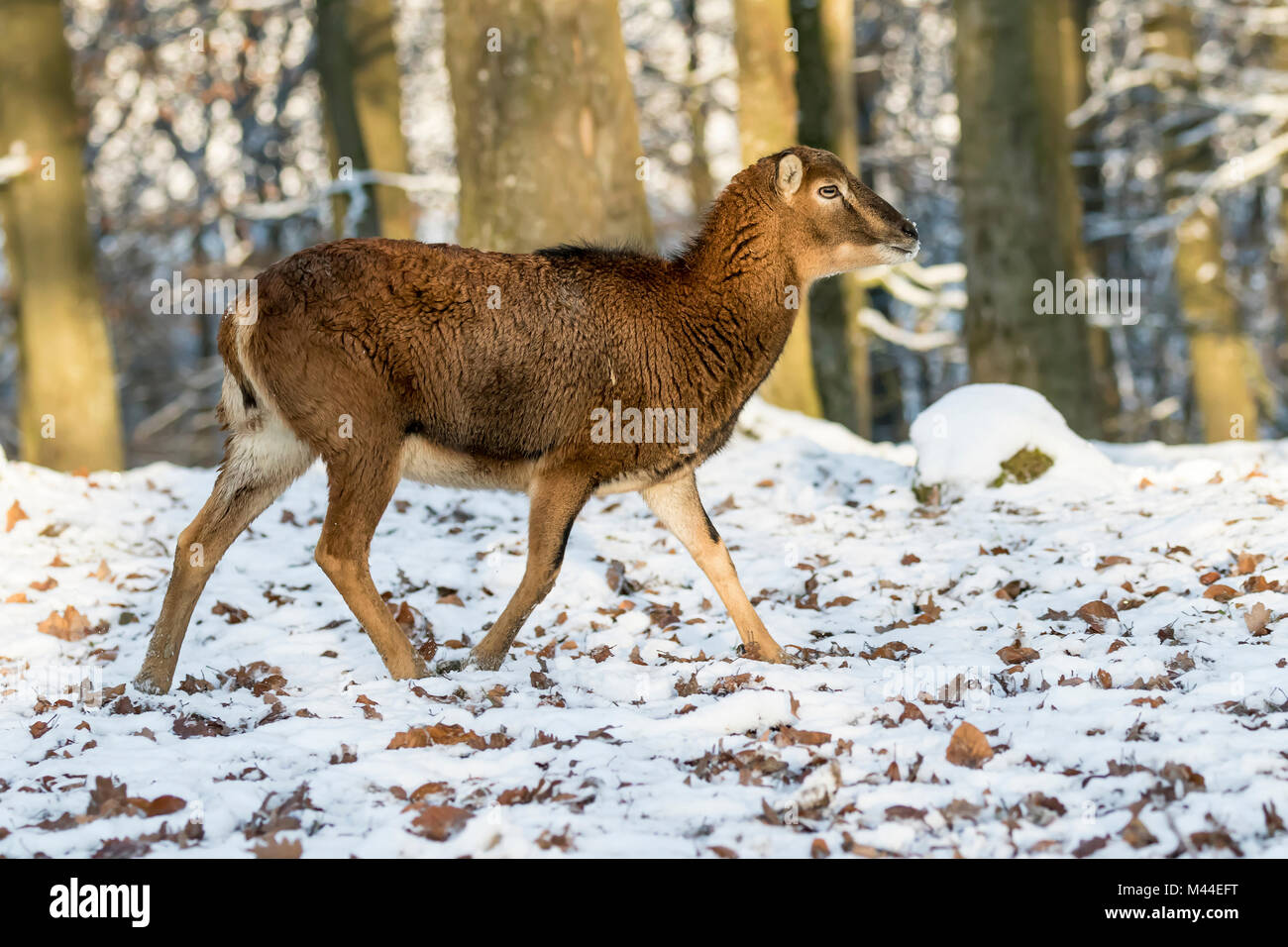 European Mouflon (Ovis orientalis musimon). Female walking in forest in ...