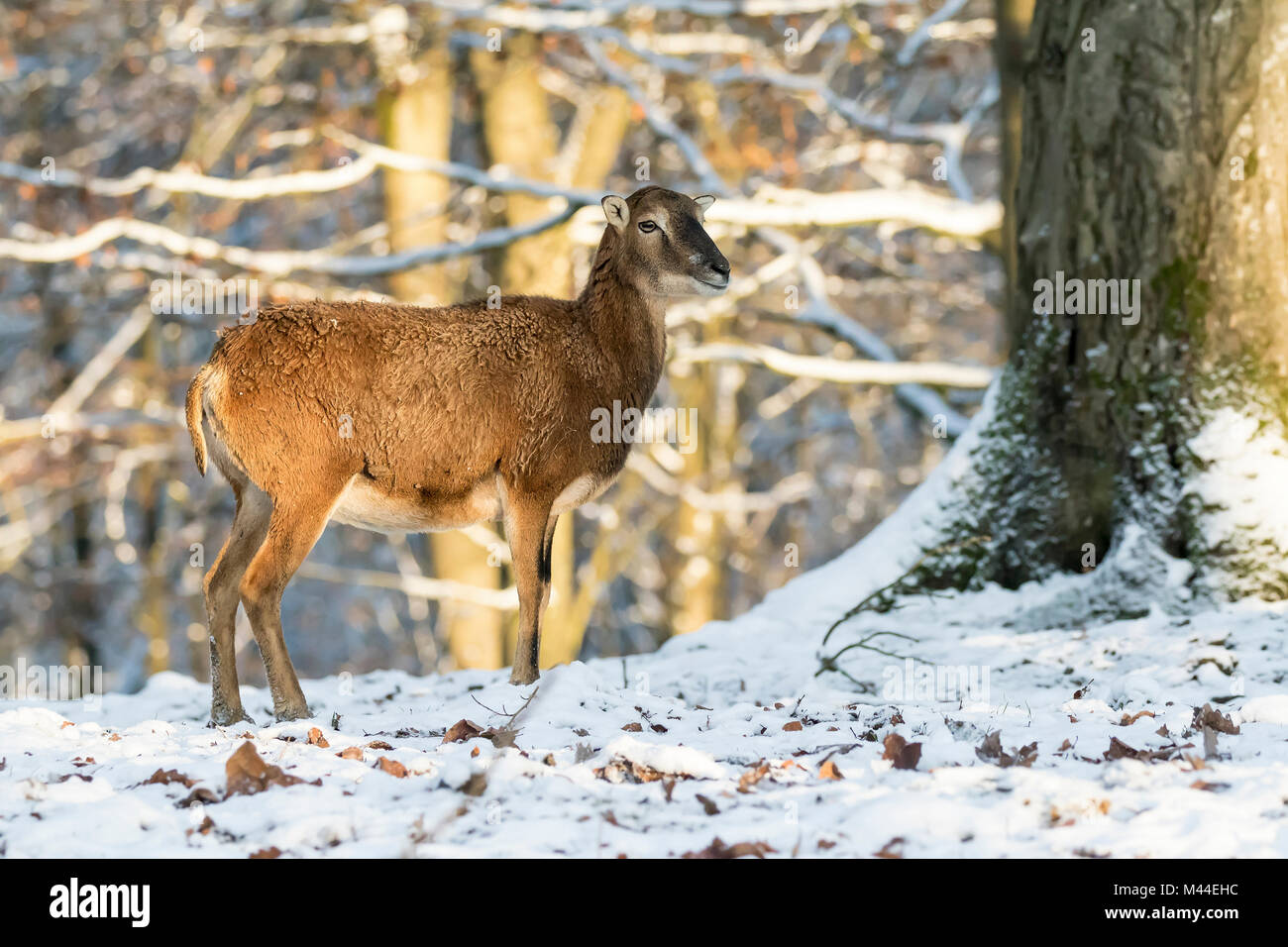 European Mouflon (Ovis orientalis musimon). Female standing in forest ...