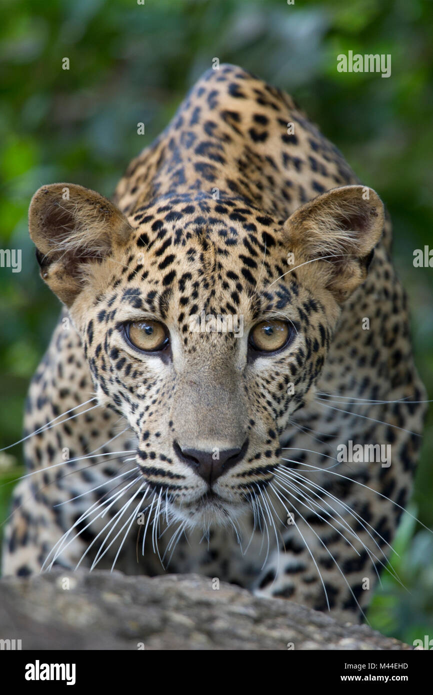 White leopard cubs hi-res stock photography and images - Alamy
