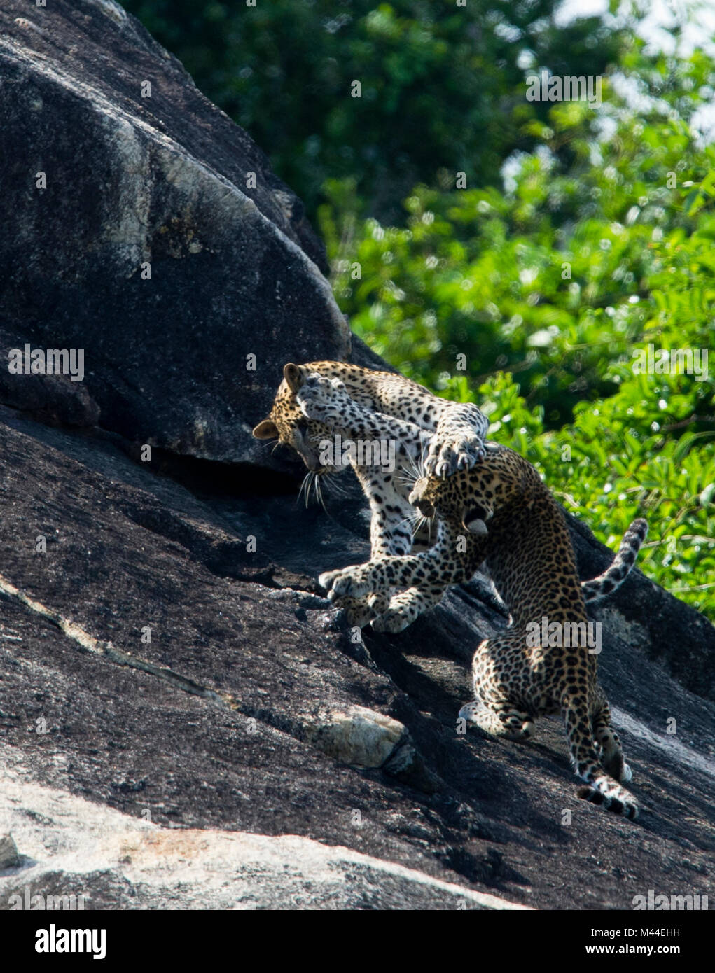 Leopards Fighting High Resolution Stock Photography and Images - Alamy