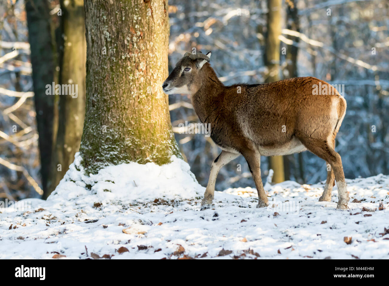 European Mouflon (Ovis orientalis musimon). Ewe walking in forest in ...