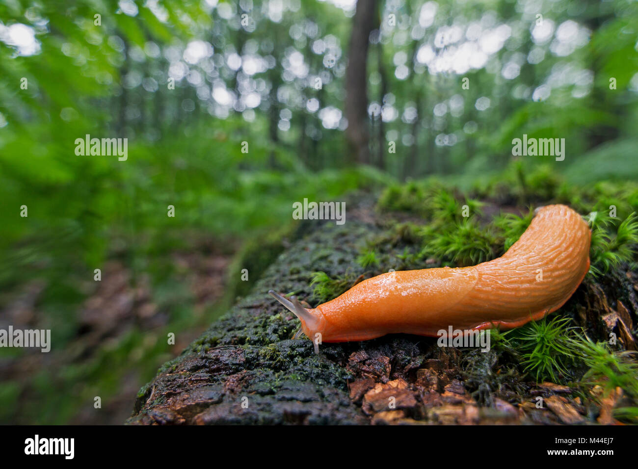 Large Red Slug (Arion rufus) on the forest floor. Germany Stock Photo ...
