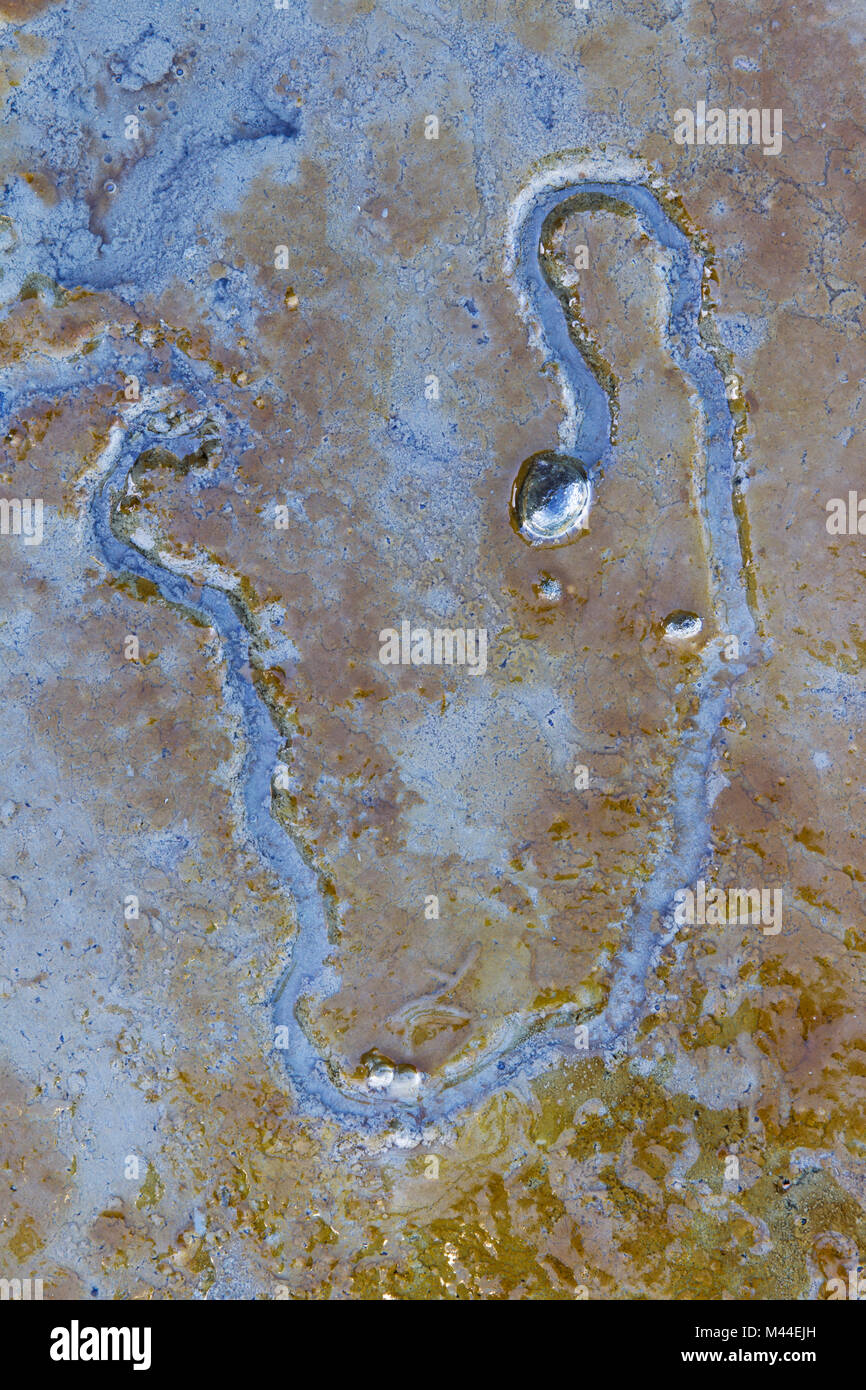 Littorina littorea feeding hi-res stock photography and images - Alamy