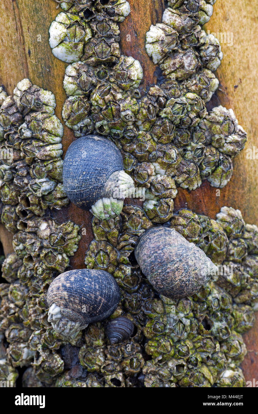 Common Periwinkles (Littorina littorea) and barnacles in the intertidal ...