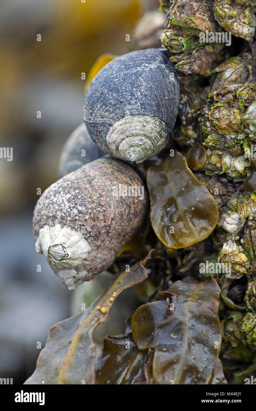Common Periwinkles (Littorina littorea) and barnacles in the intertidal ...