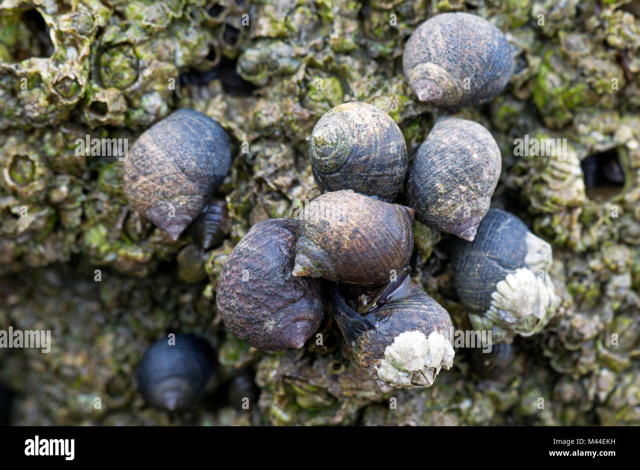 Common Periwinkles (Littorina littorea) and barnacles in the intertidal ...