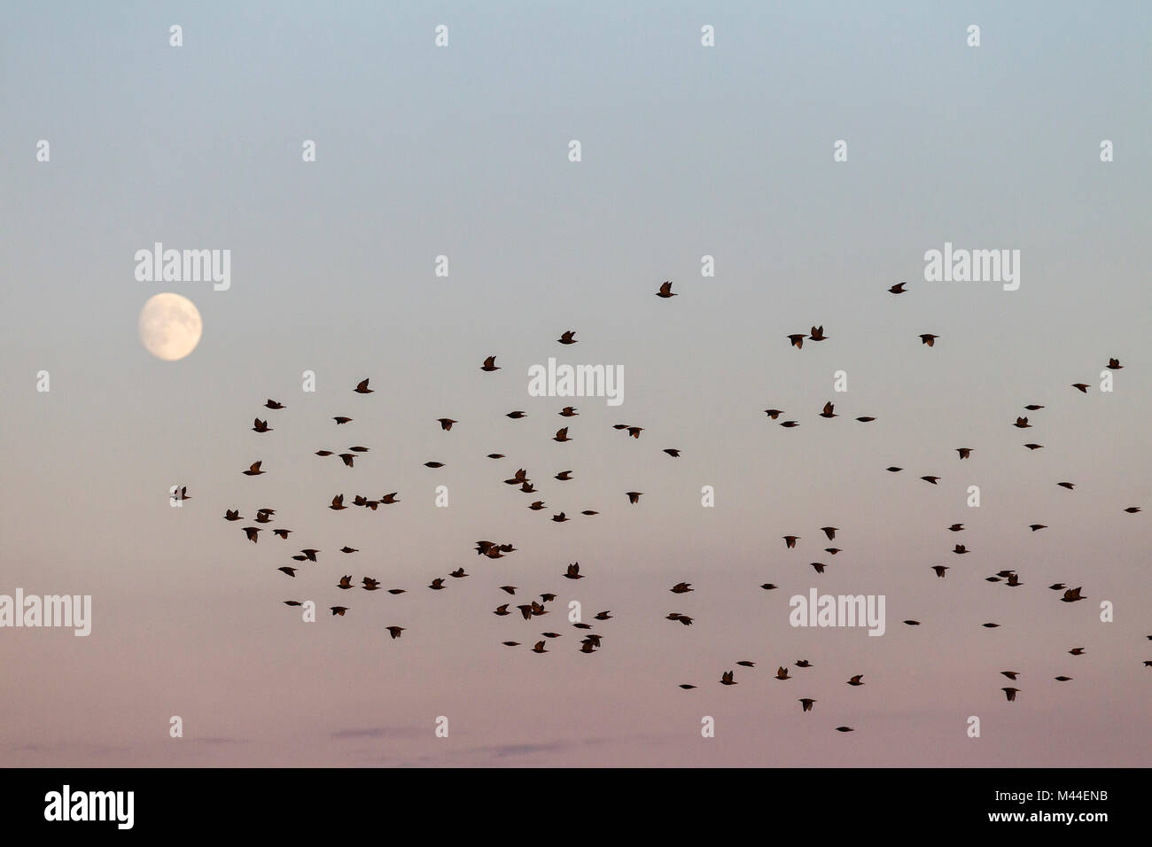 Common Starling (Sturnus vulgaris). Flock in flight with moon in ...