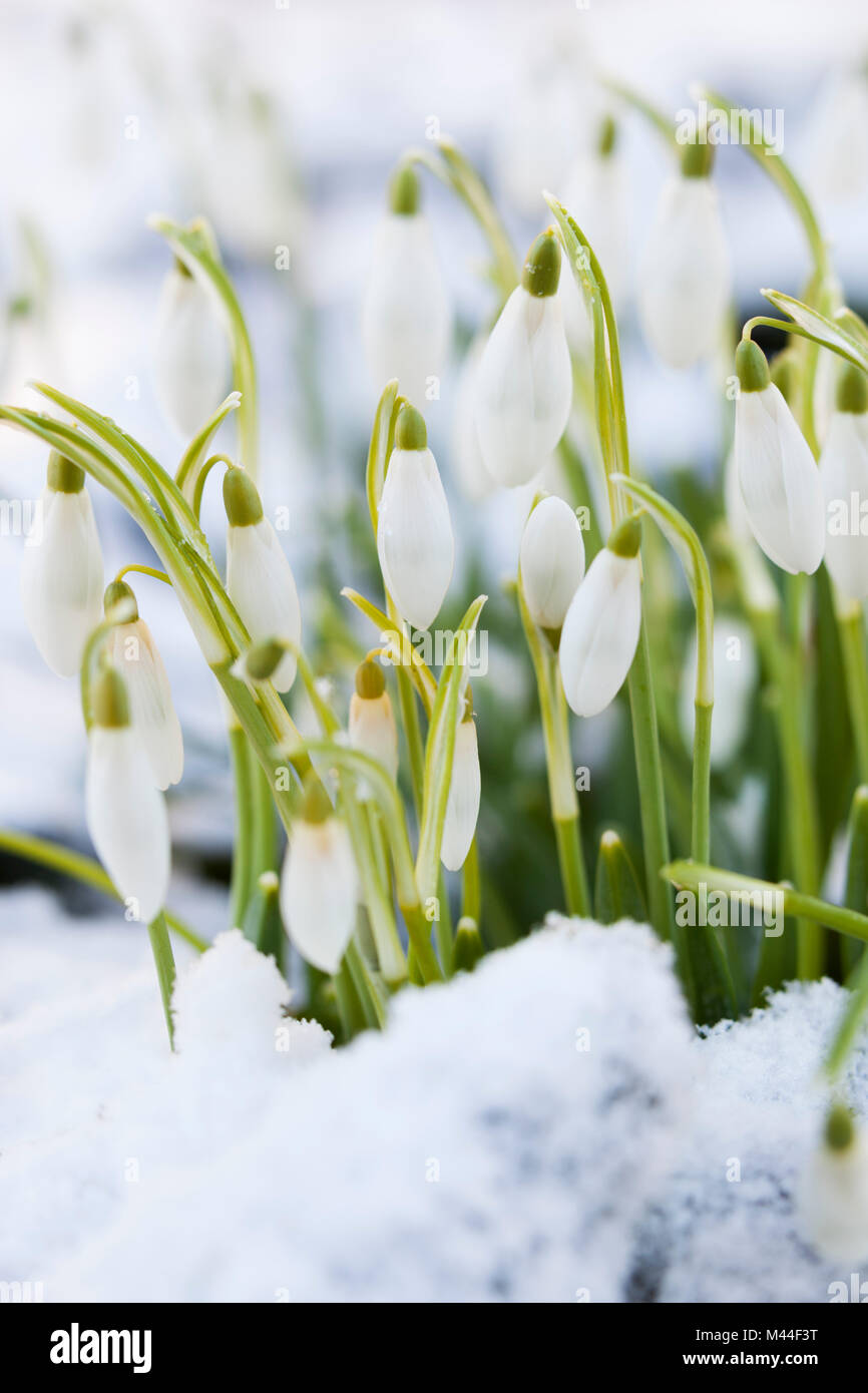 Snowdrops snow hi-res stock photography and images - Alamy