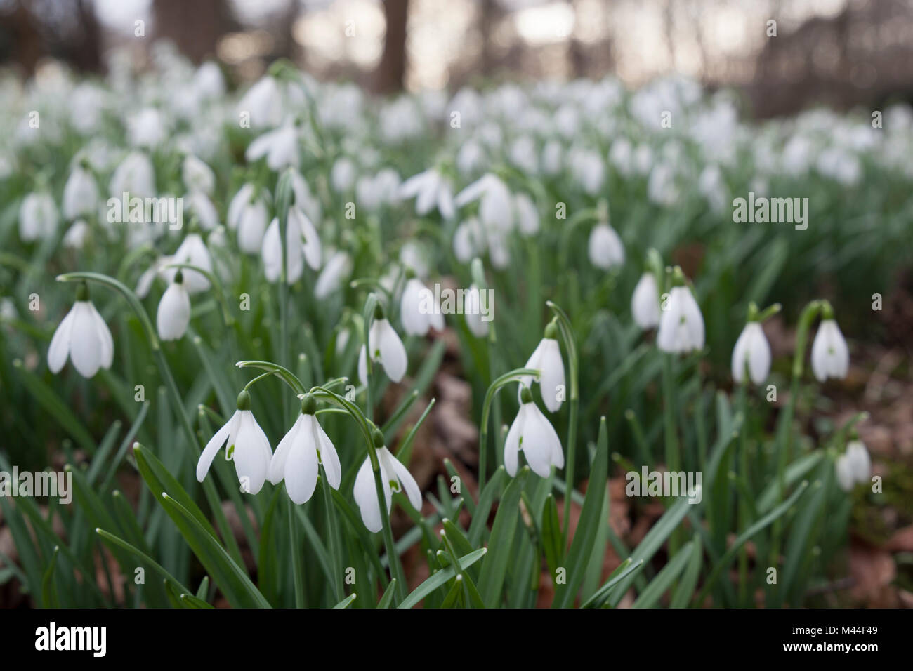 Snowdrops in winter woodland, The Cotswolds, Gloucestershire, England ...
