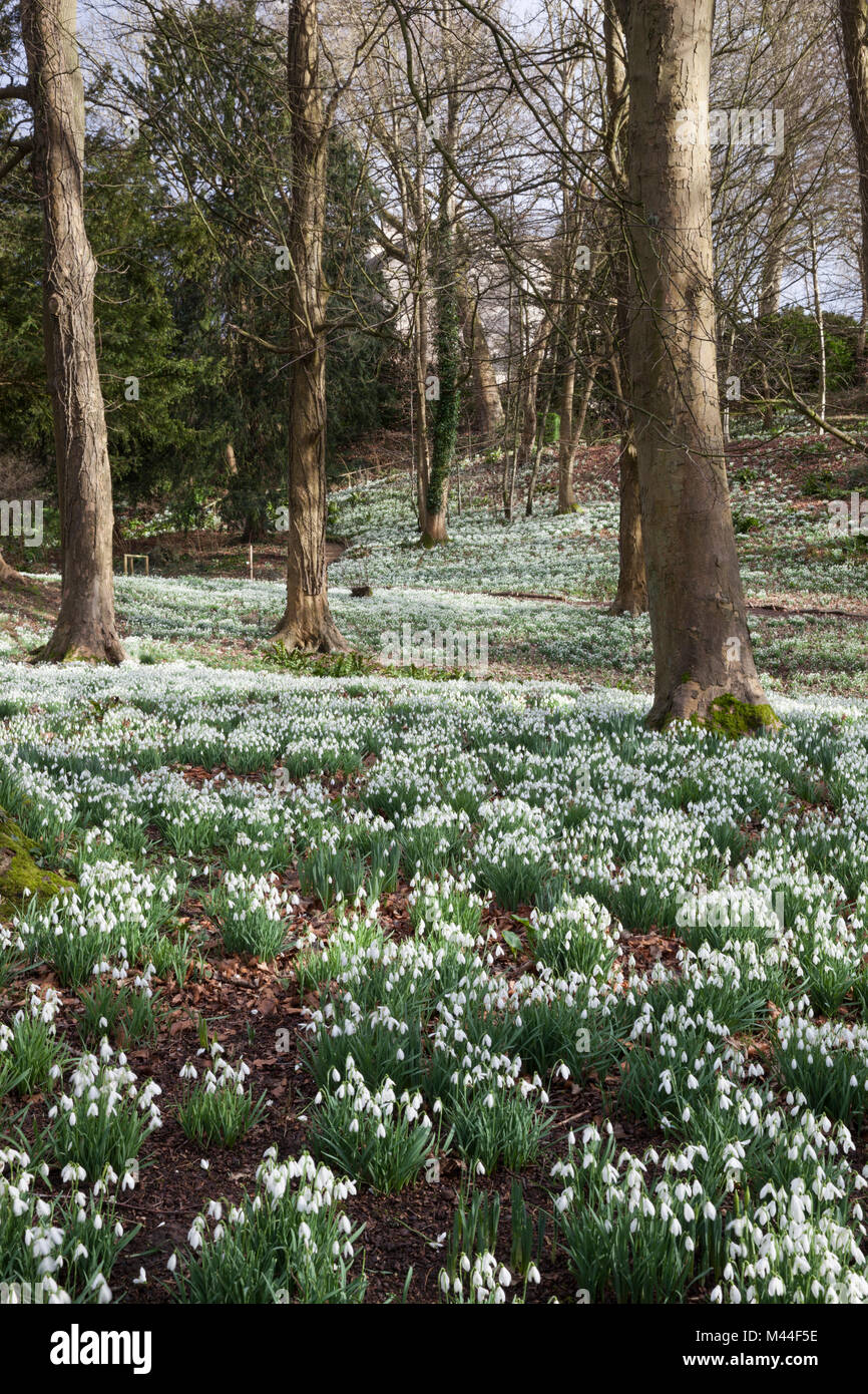 British snowdrops hi-res stock photography and images - Alamy