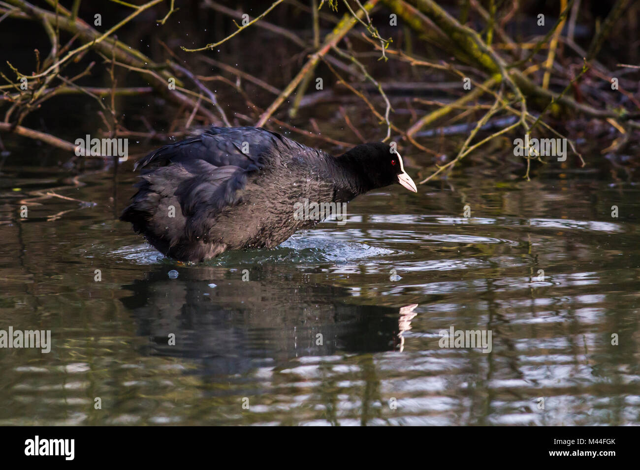 An eurasian coot is swiming on a pond Stock Photo - Alamy