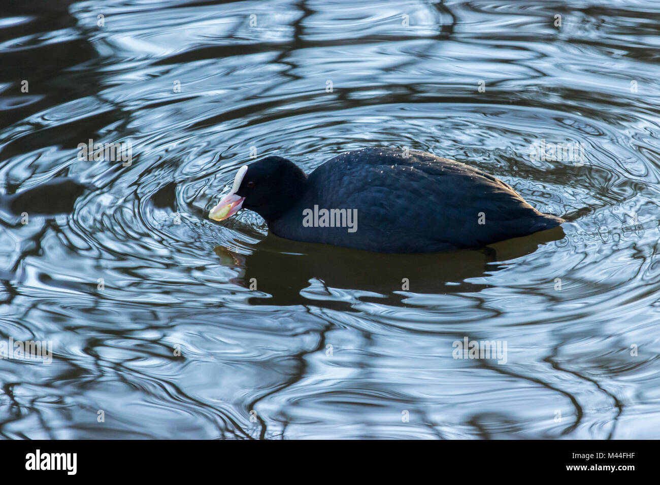 An eurasian coot is swiming on a pond Stock Photo - Alamy
