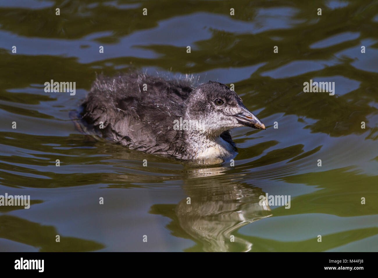 An eurasian coot is swiming on a pond Stock Photo - Alamy